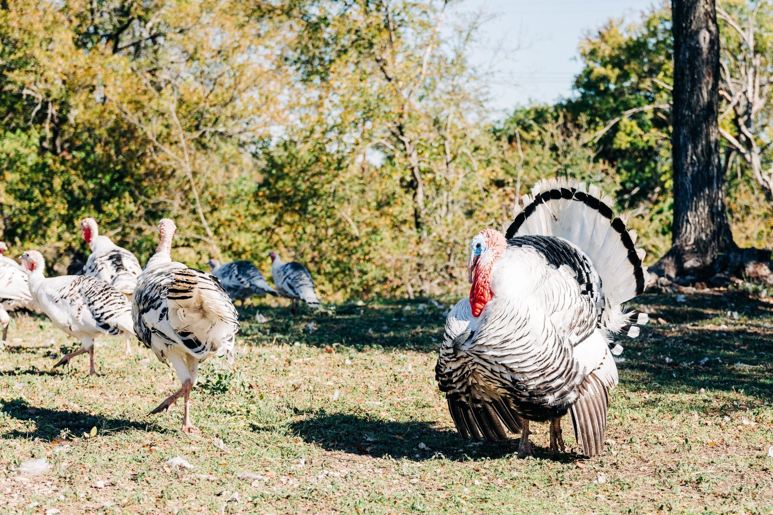 Greater Peoria Farm-fresh Turkey for Thanksgiving - Discover Peoria, IL