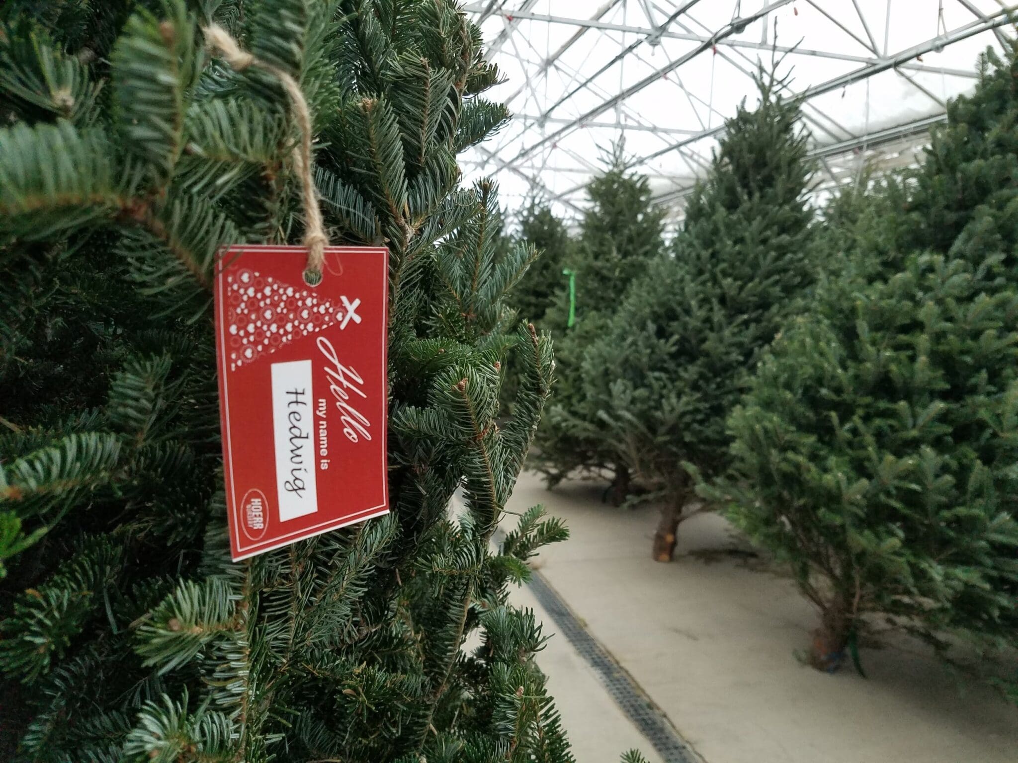 Greater Peoria Christmas Tree Farms - Discover Peoria, IL