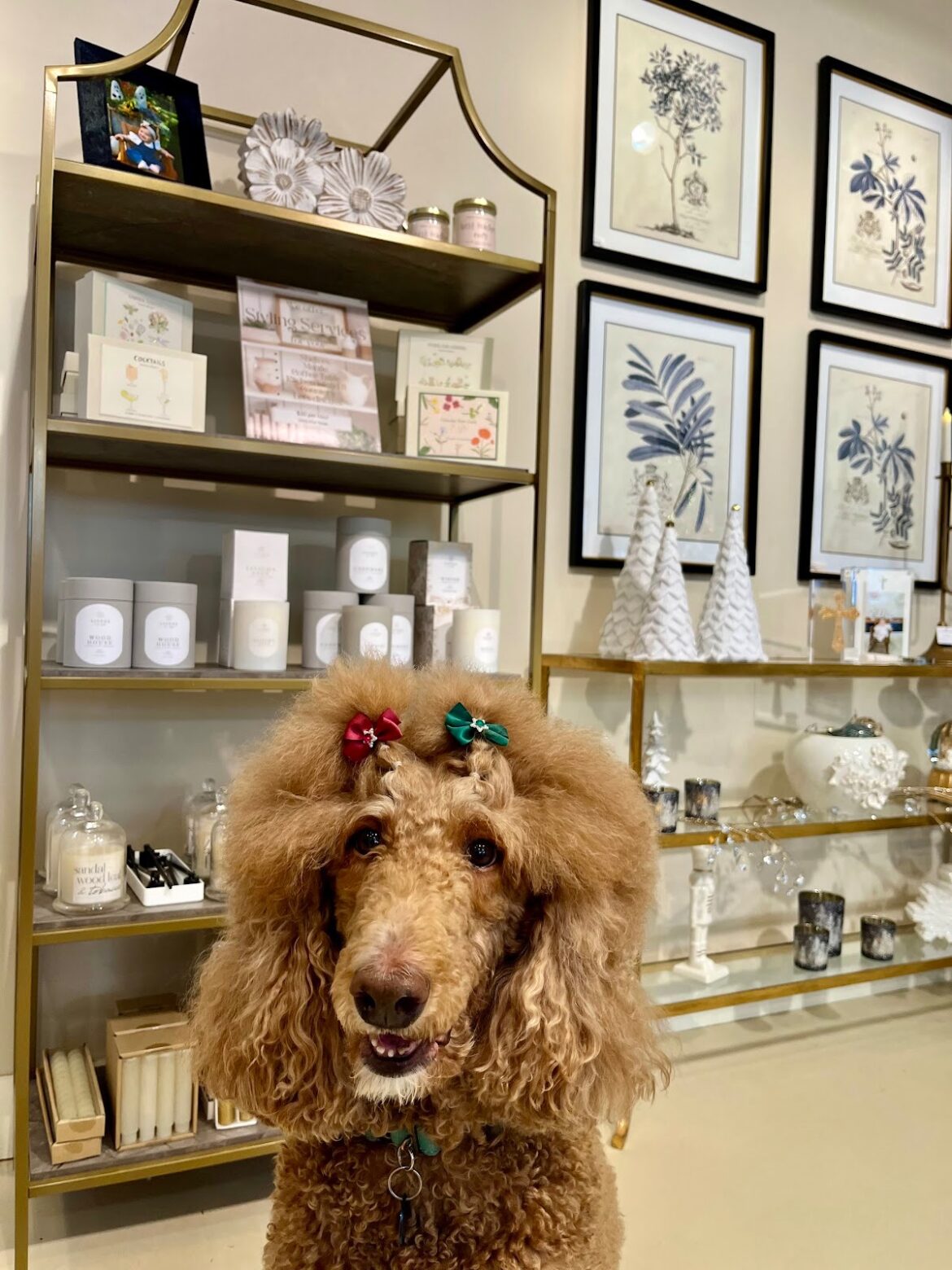 Happy Pawlidays: A Guide for Dog-Friendly Stores in the Peoria Area ...